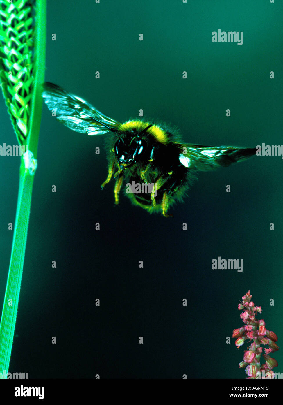 White-tailed Bumble Bee Stock Photo - Alamy