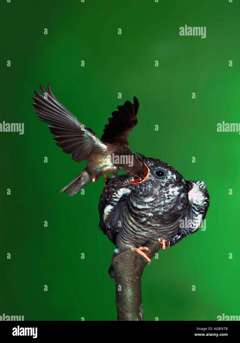 Reed Warbler and Common Cuckoo Stock Photo - Alamy