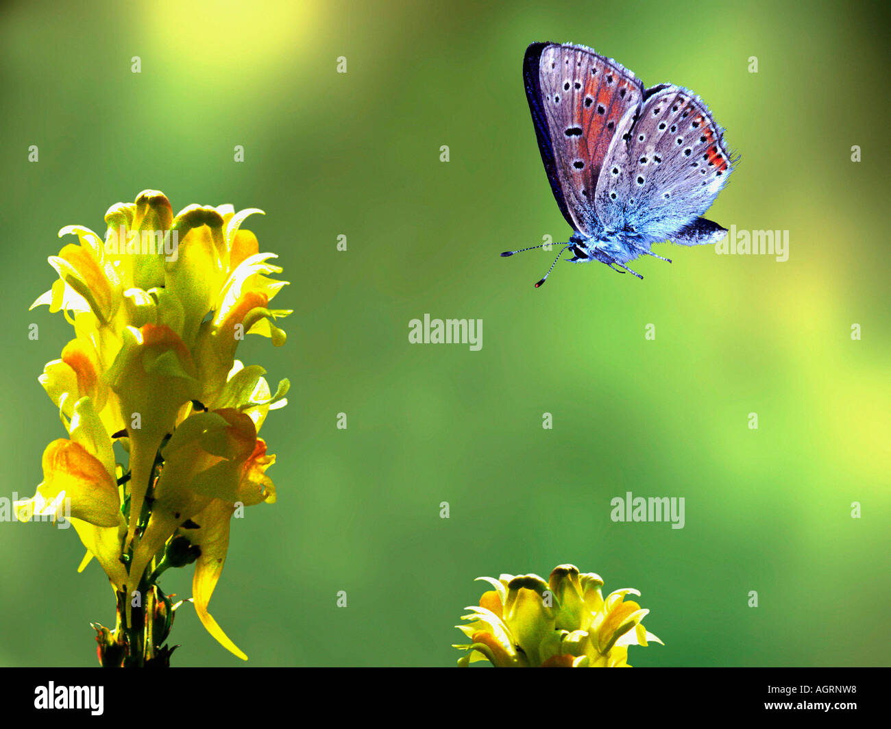 Chrysophanus hippothoe hi-res stock photography and images - Alamy