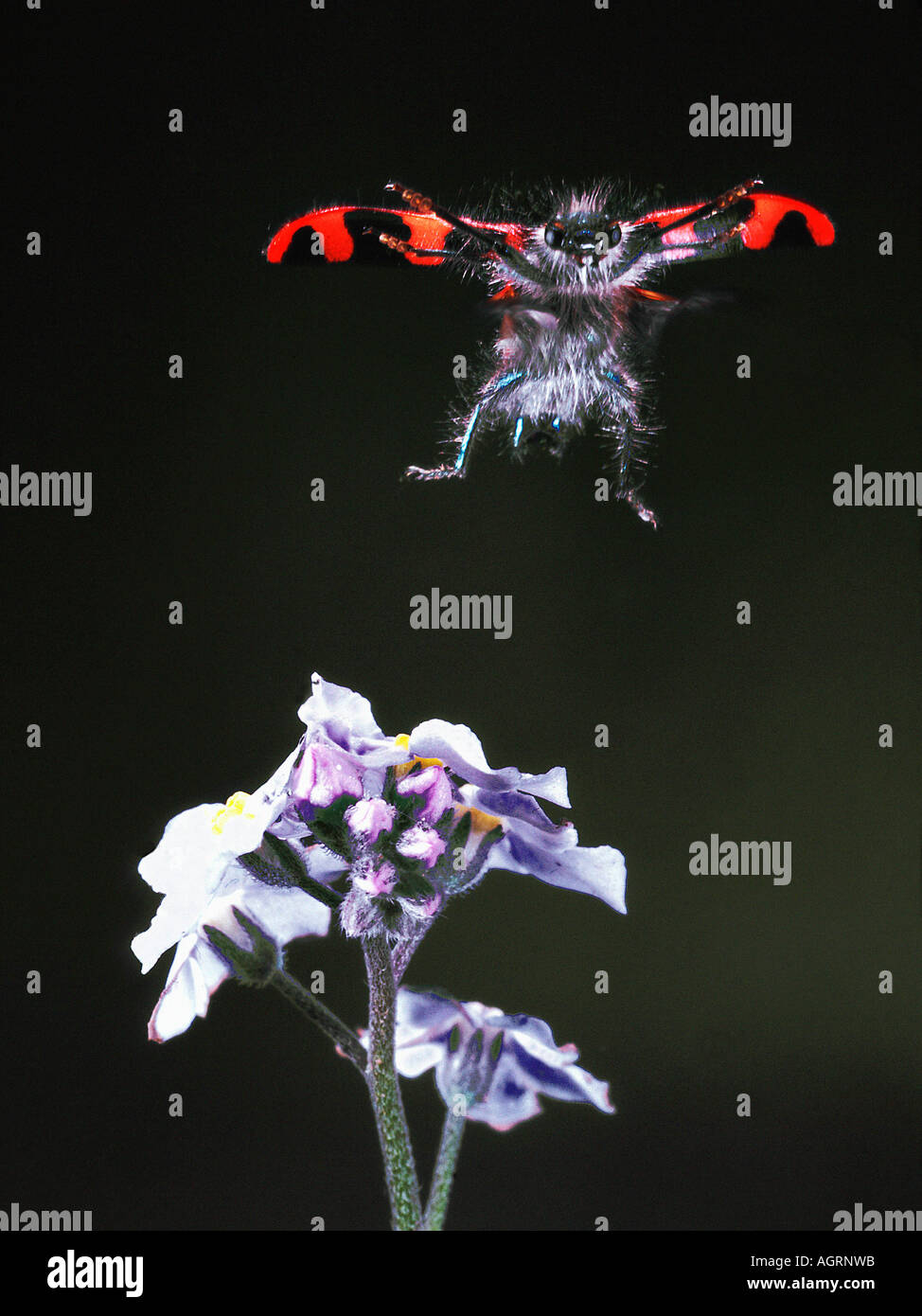 Bee wolf beetle hi-res stock photography and images - Alamy