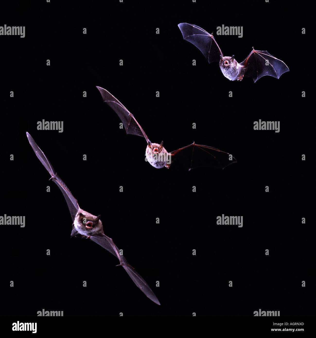 Daubentons bat myotis daubentoni hi-res stock photography and images ...