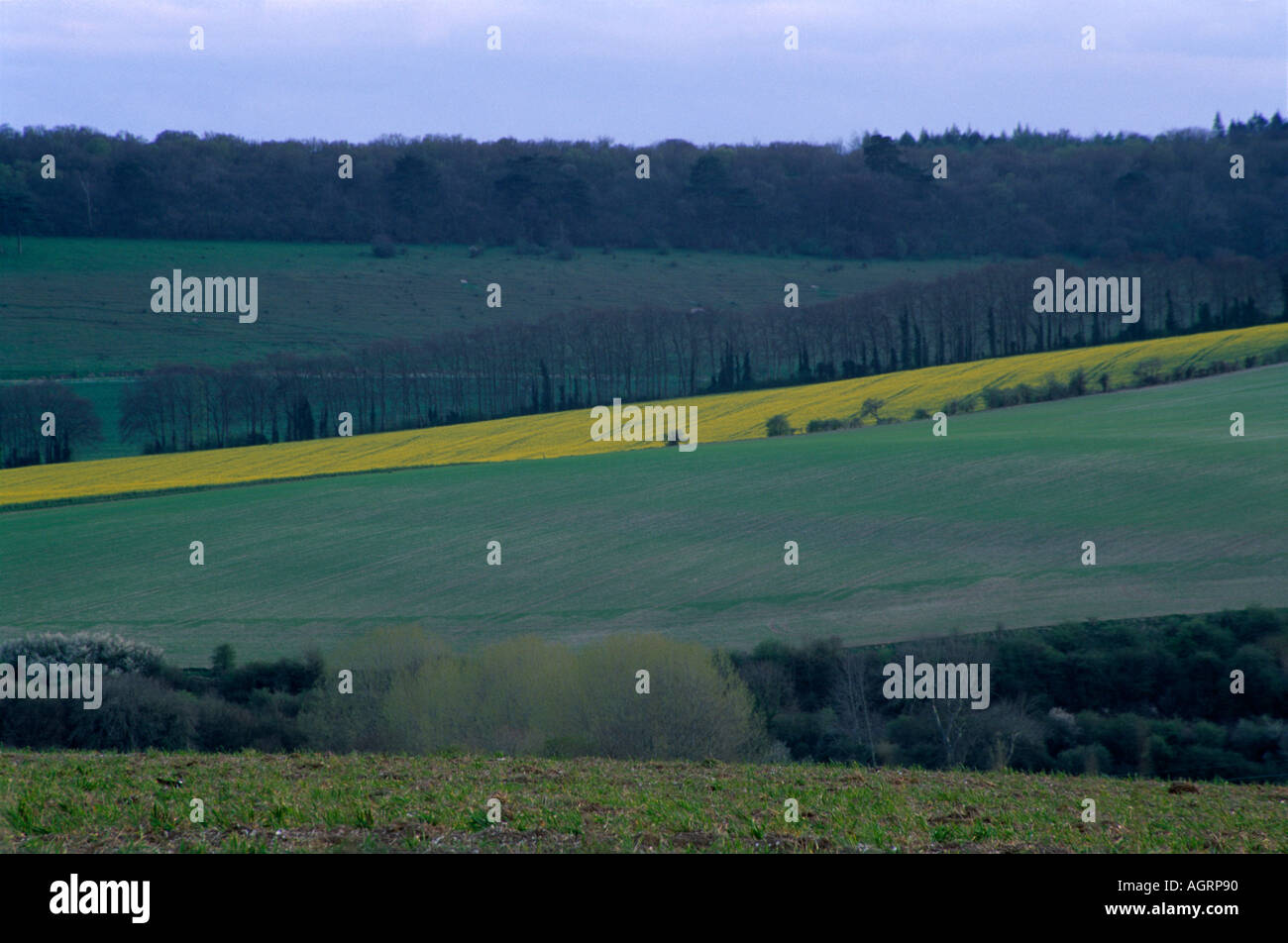 View across a field with rape seed patterns Stapleford down near ...
