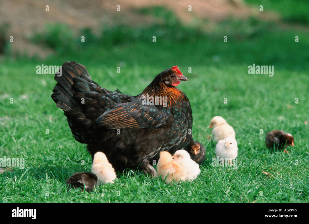Domestic birds family hi-res stock photography and images - Alamy