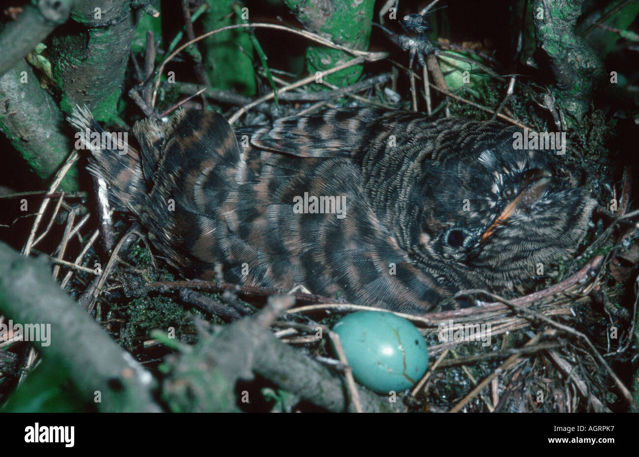 Cuckoo Birds Eggs Nest High Resolution Stock Photography and Images - Alamy