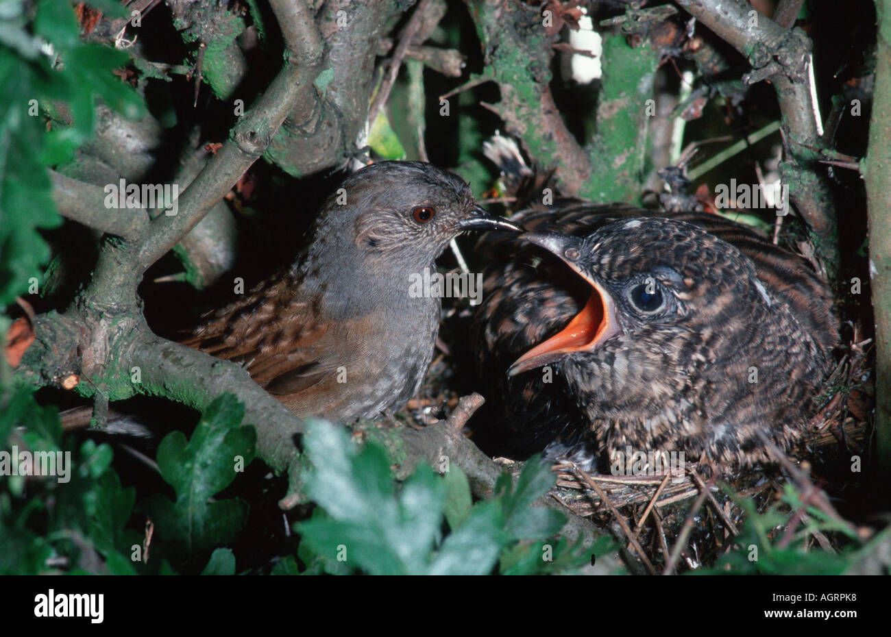 Adult cuckoo at nest hi-res stock photography and images - Alamy