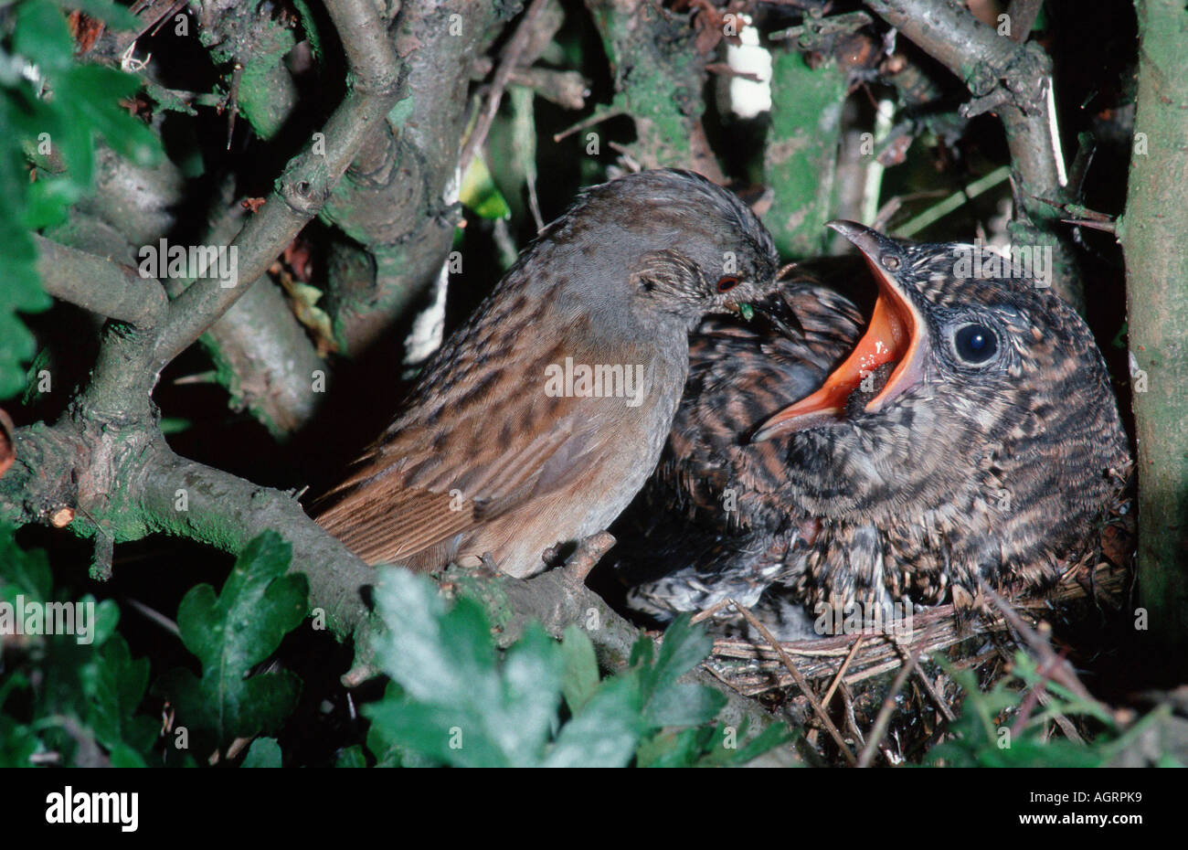Cuckoo nest dunnock hi-res stock photography and images - Alamy