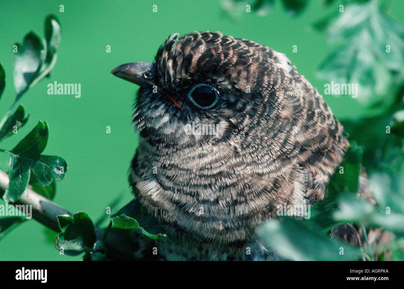 Common Cuckoo Cuculus Canorus Juvenile Stock Photos & Common Cuckoo ...