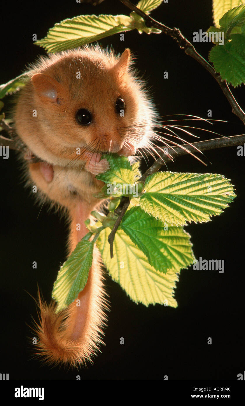 Common Dormouse / Hazel Dormouse Stock Photo - Alamy