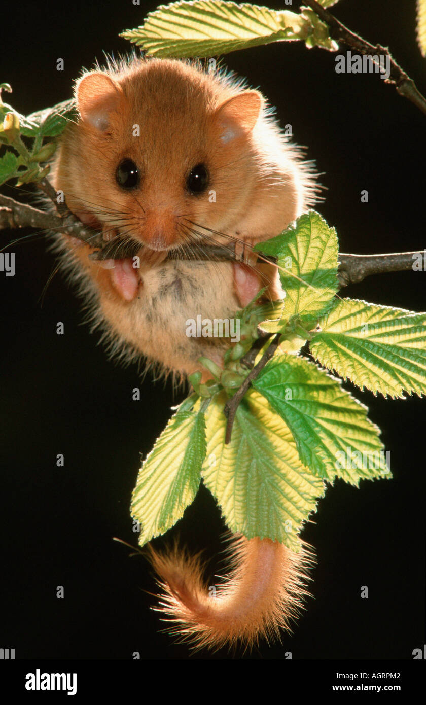 Common Dormouse / Hazel Dormouse Stock Photo - Alamy
