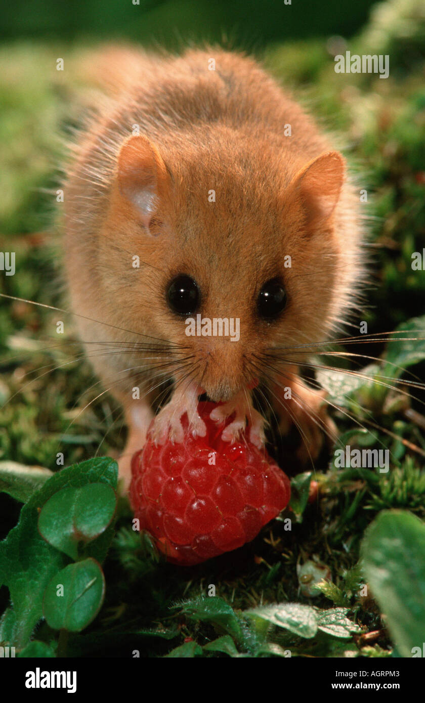 Common Dormouse / Hazel Dormouse Stock Photo - Alamy