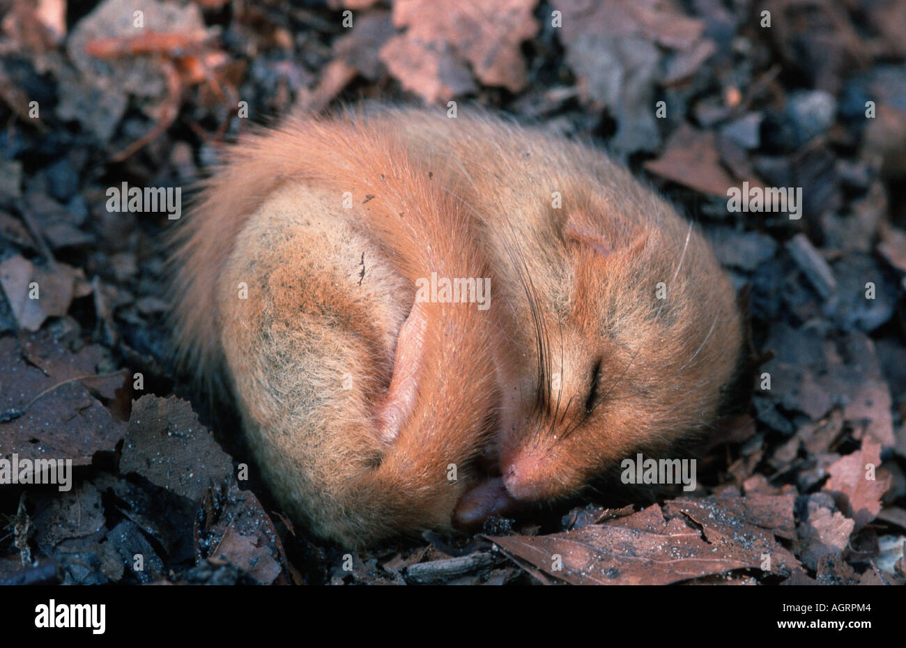 Common Dormouse / Hazel Dormouse Stock Photo - Alamy