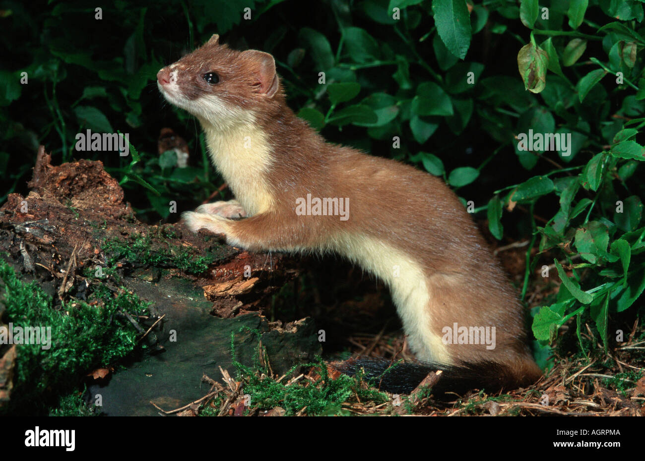 Ermine / Stoat Stock Photo - Alamy
