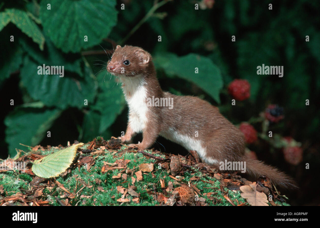 Least weasel, standing hi-res stock photography and images - Alamy