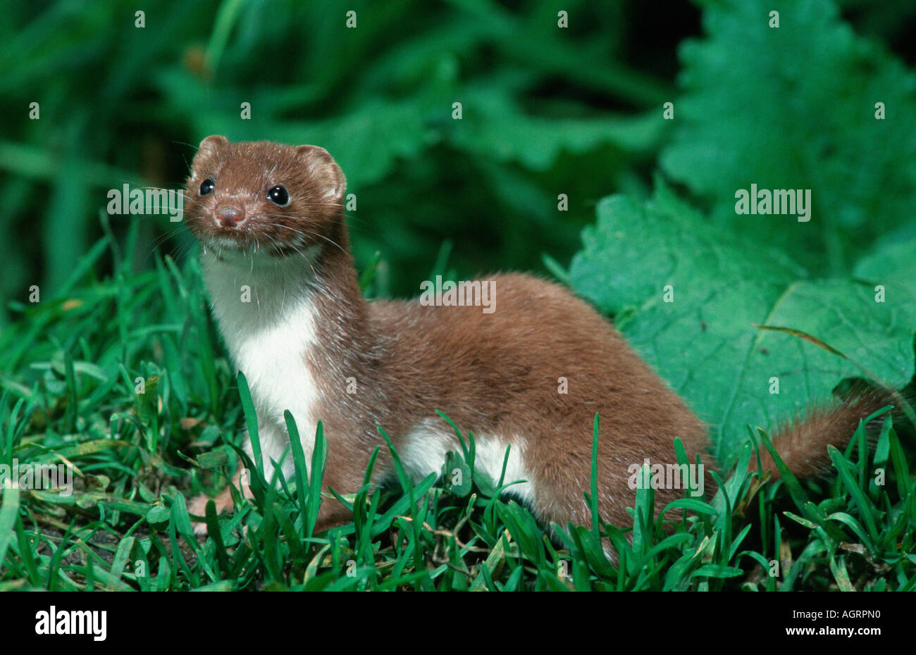Least weasel, standing hi-res stock photography and images - Alamy