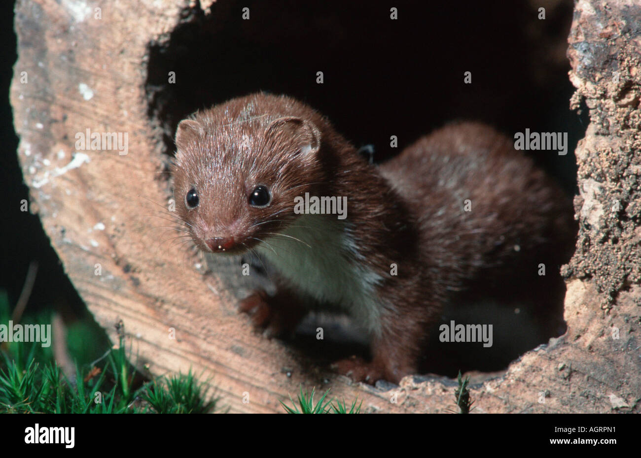 Least weasel, standing hi-res stock photography and images - Alamy