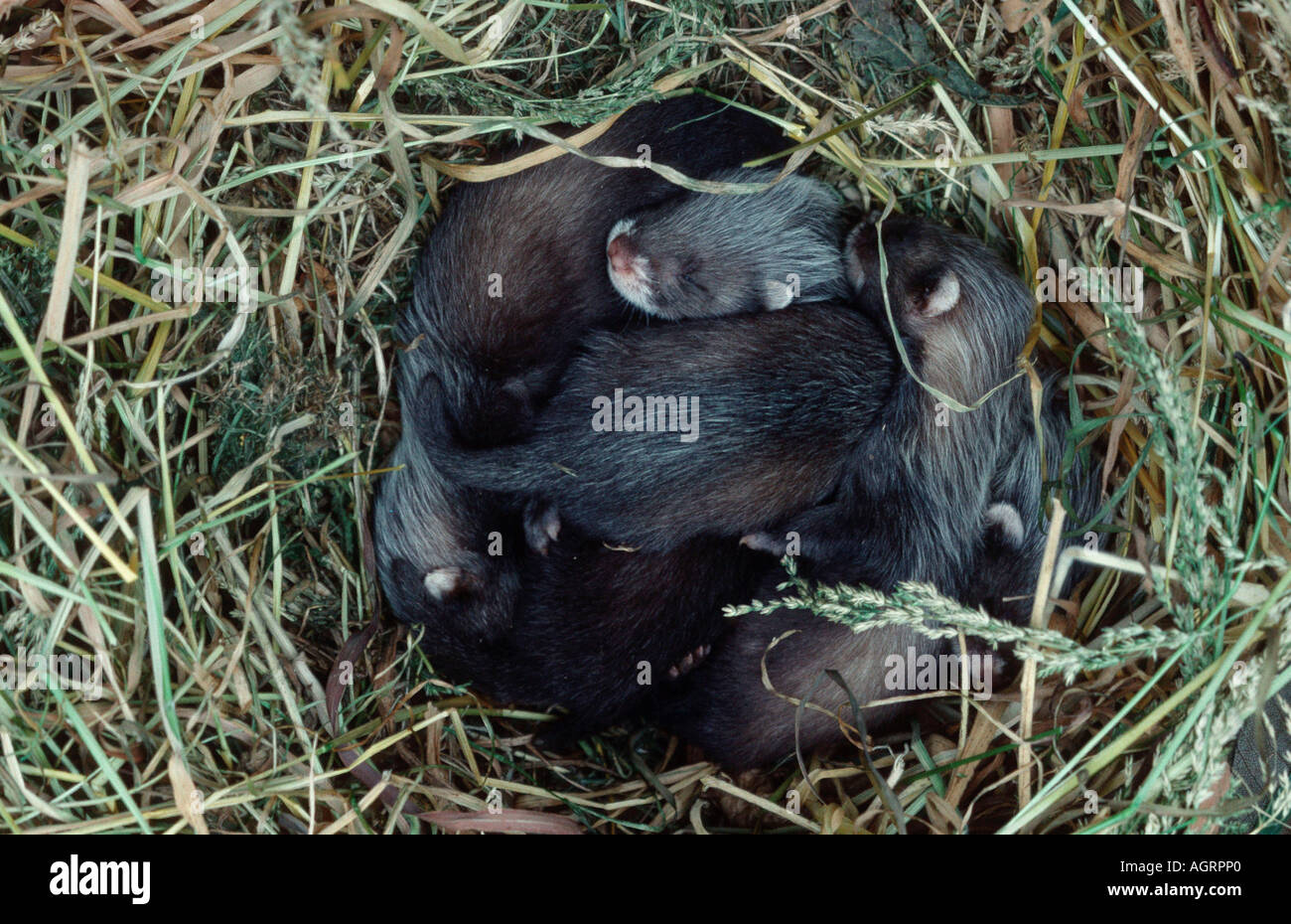 European Ferret / Polecat Stock Photo - Alamy