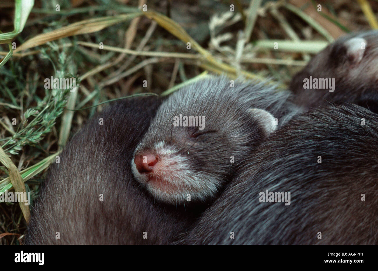 European Ferret / Polecat Stock Photo - Alamy