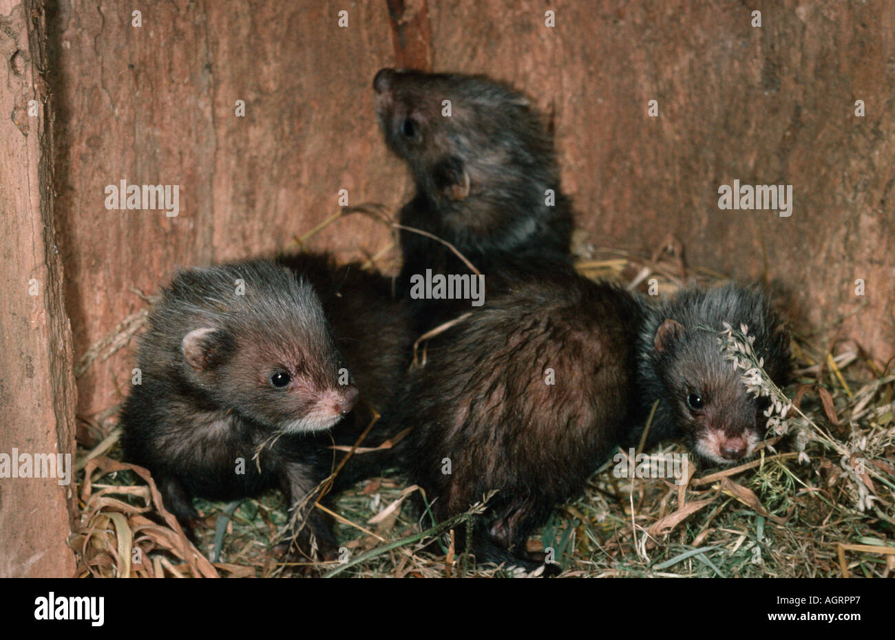 Three ferrets hi-res stock photography and images - Alamy