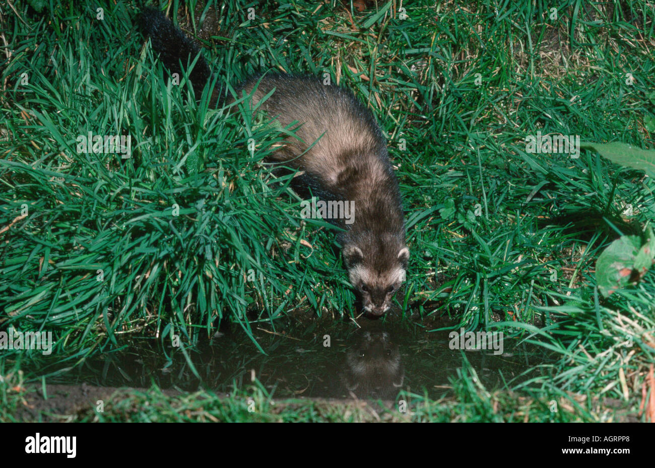 European Ferret / Polecat Stock Photo - Alamy