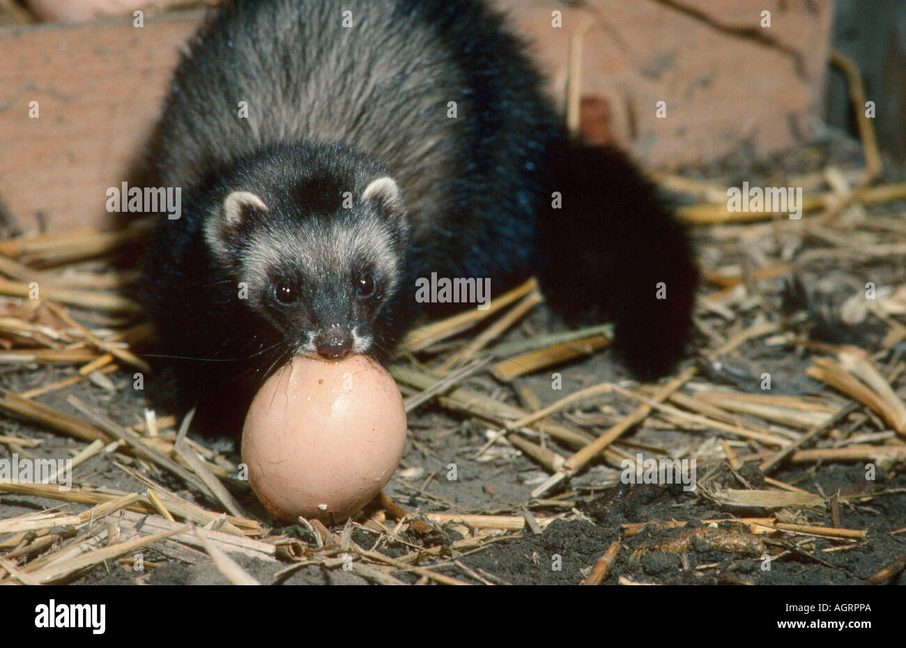 European Ferret / Polecat Stock Photo - Alamy