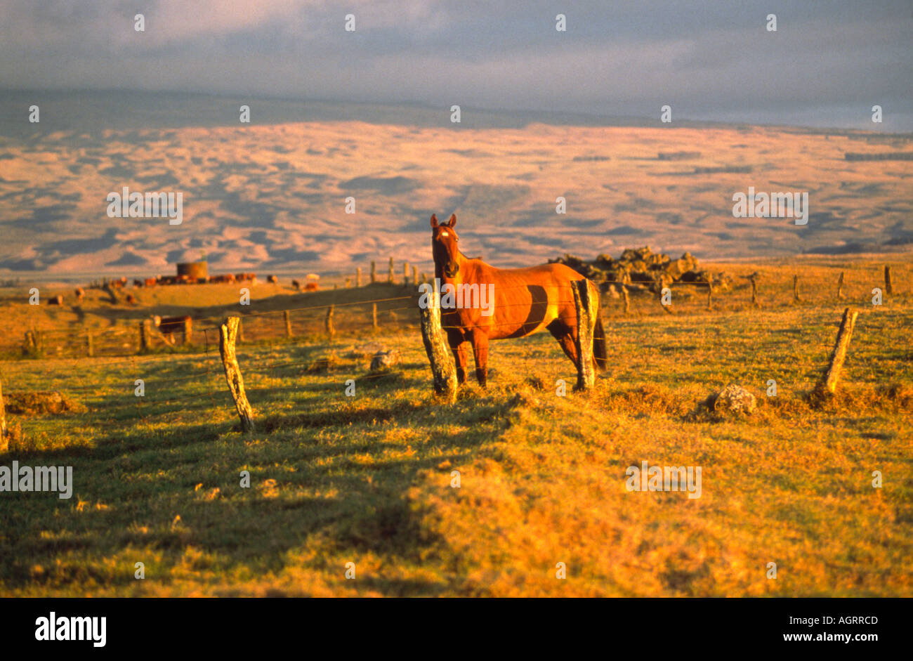 Horse Parker Ranch Kohala Island of Hawaii Stock Photo - Alamy