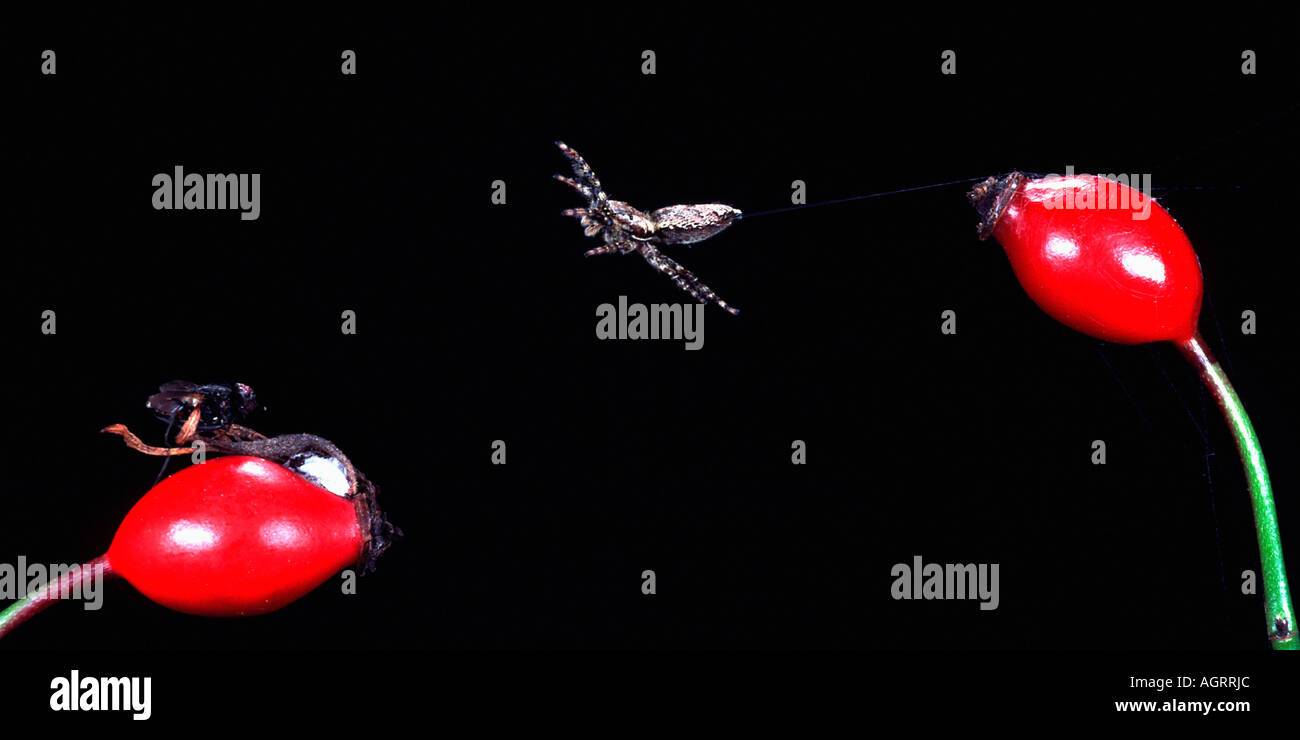 Jumping Spider hunting fly Stock Photo - Alamy