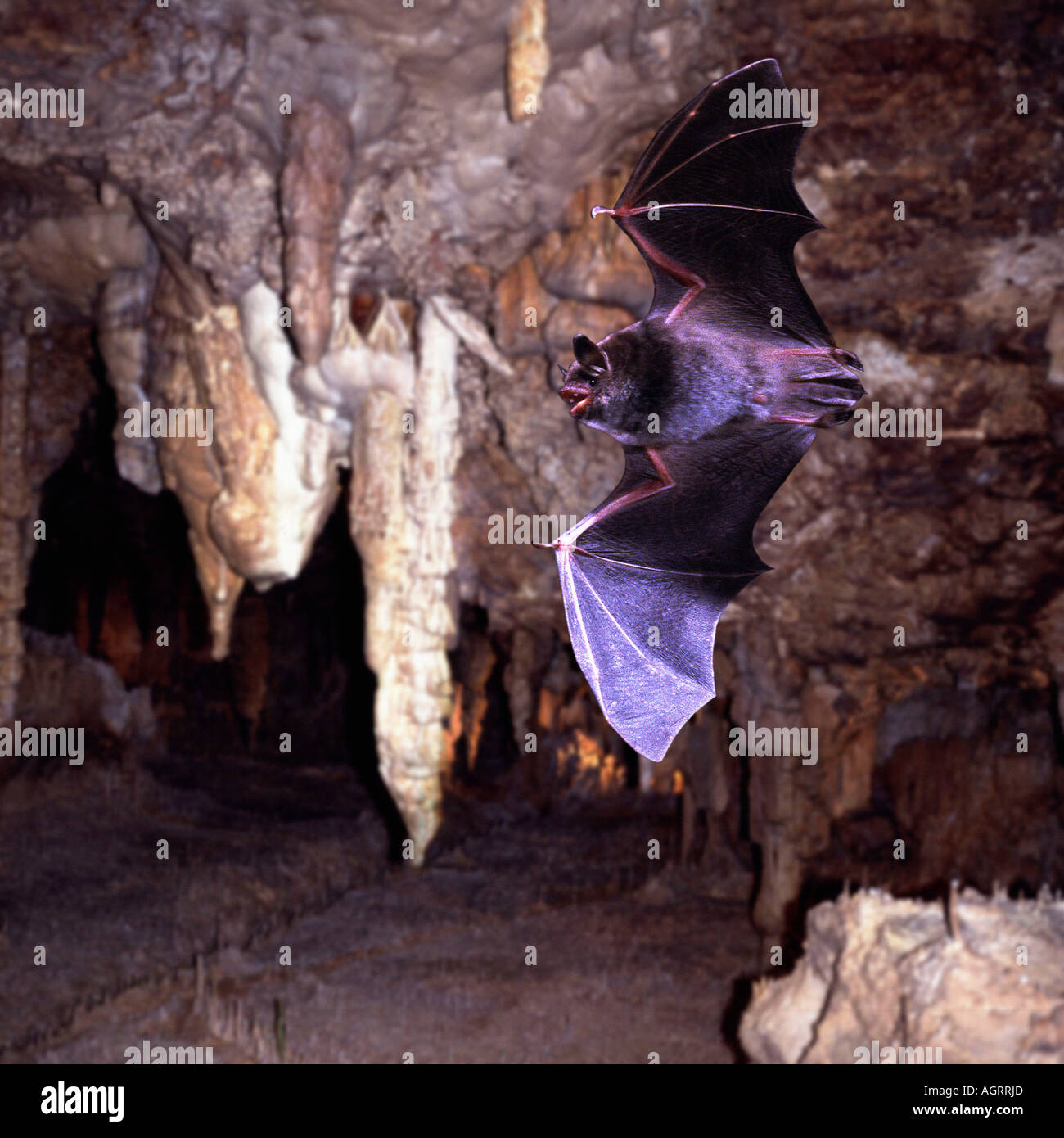Daubentons bat myotis daubentoni hi-res stock photography and images ...