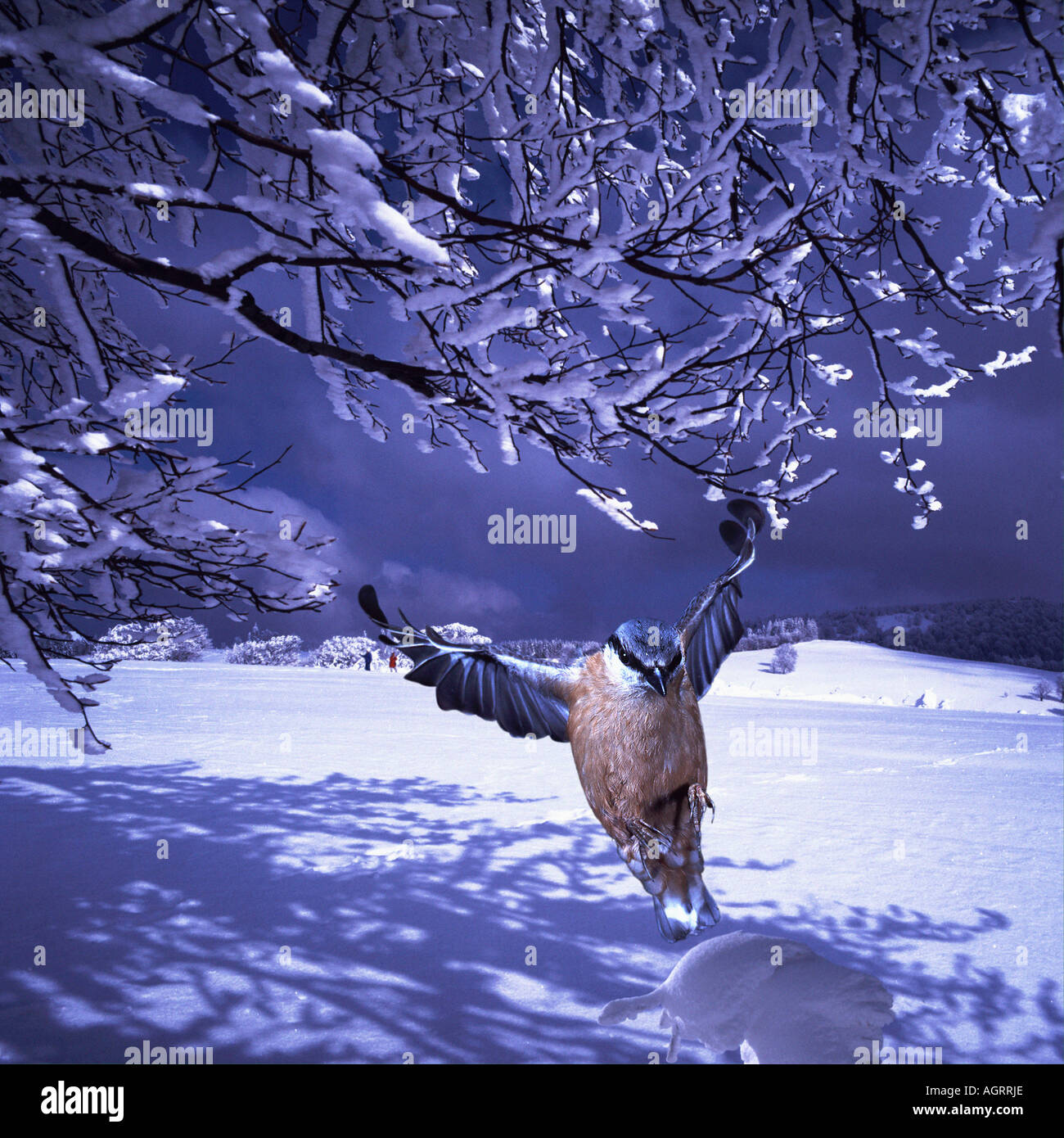 Square format of nuthatch hi-res stock photography and images - Alamy