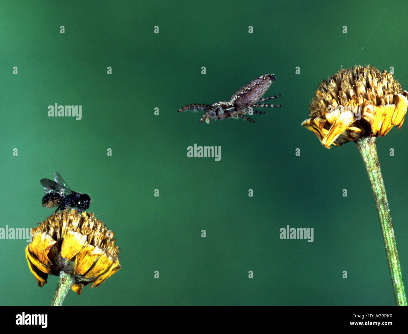 Jumping Spider hunting fly Stock Photo - Alamy