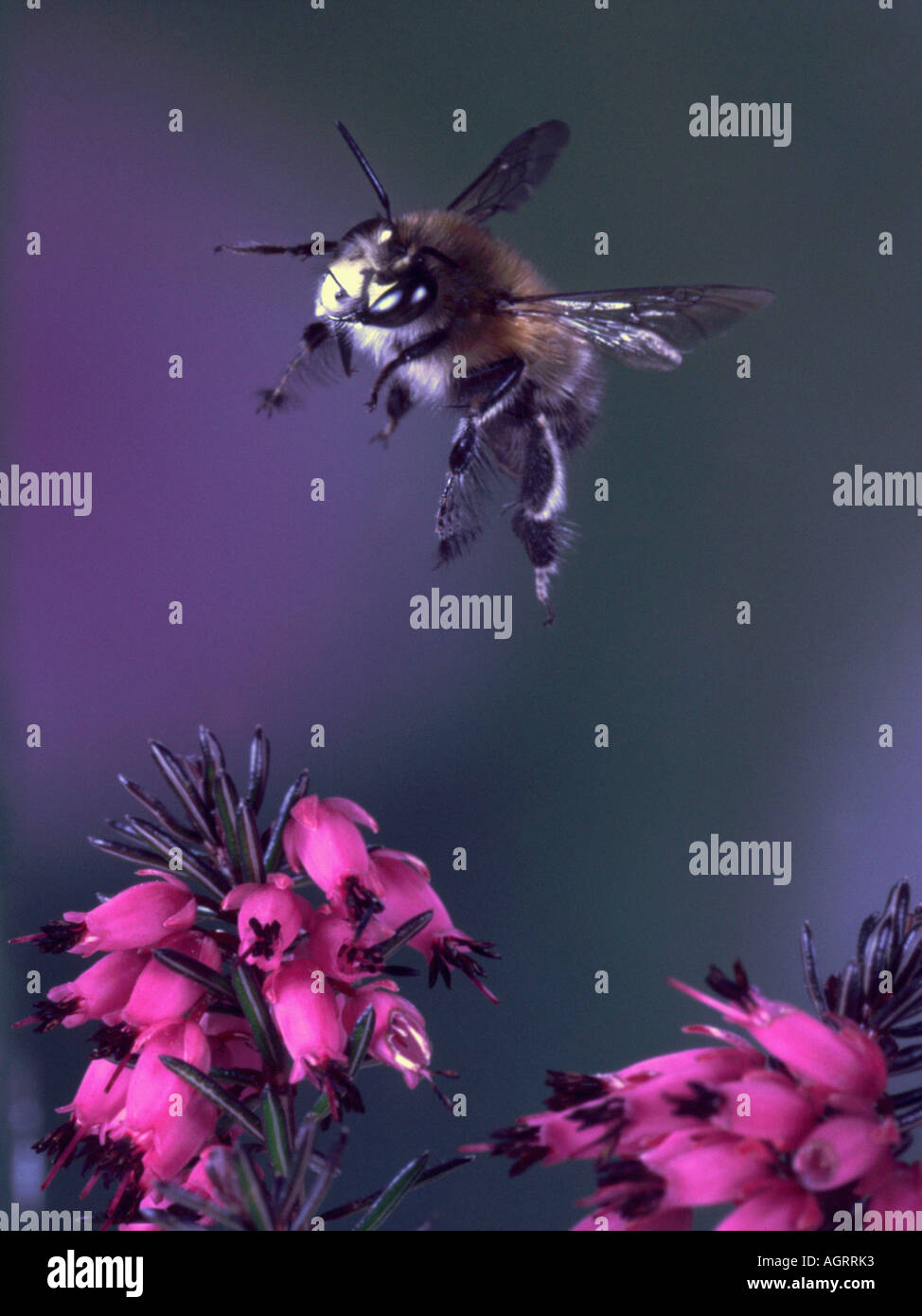 Soil dwelling insects hi-res stock photography and images - Alamy