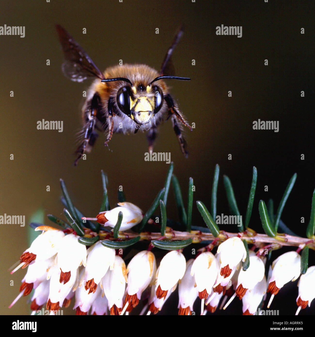 Sand bee hi-res stock photography and images - Alamy