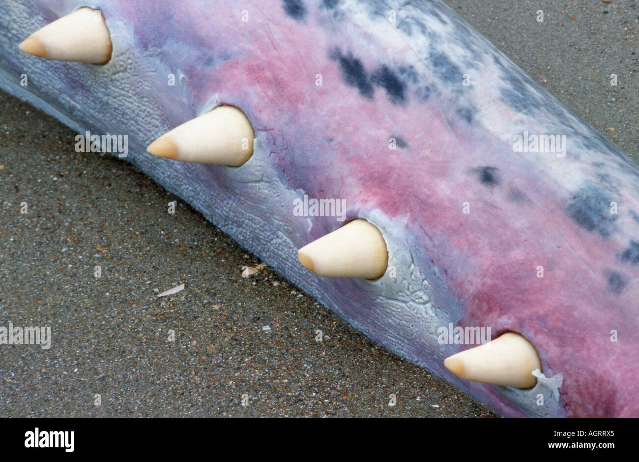Sperm whale teeth hi-res stock photography and images - Alamy