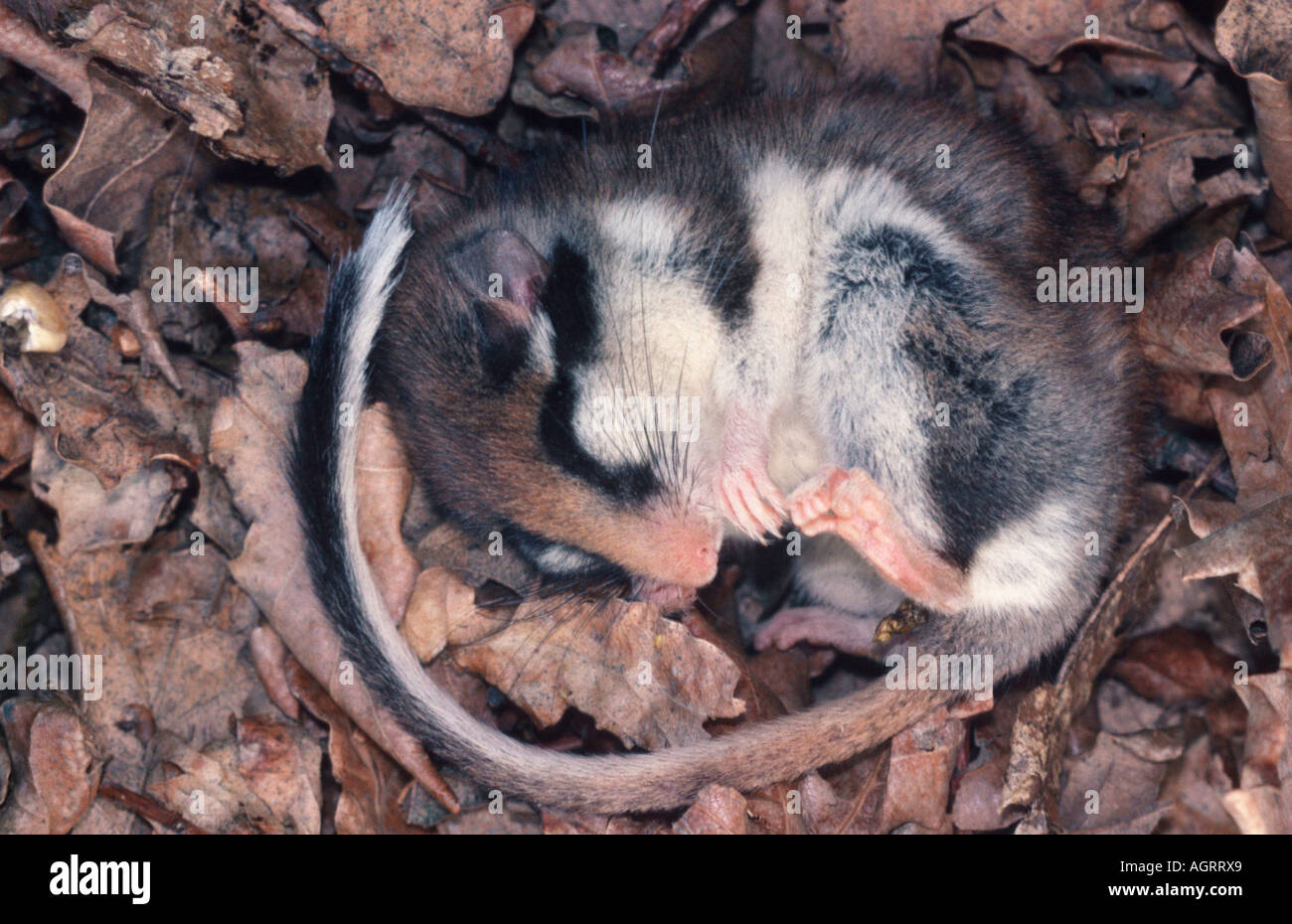 Sleeping dormouse hi-res stock photography and images - Alamy