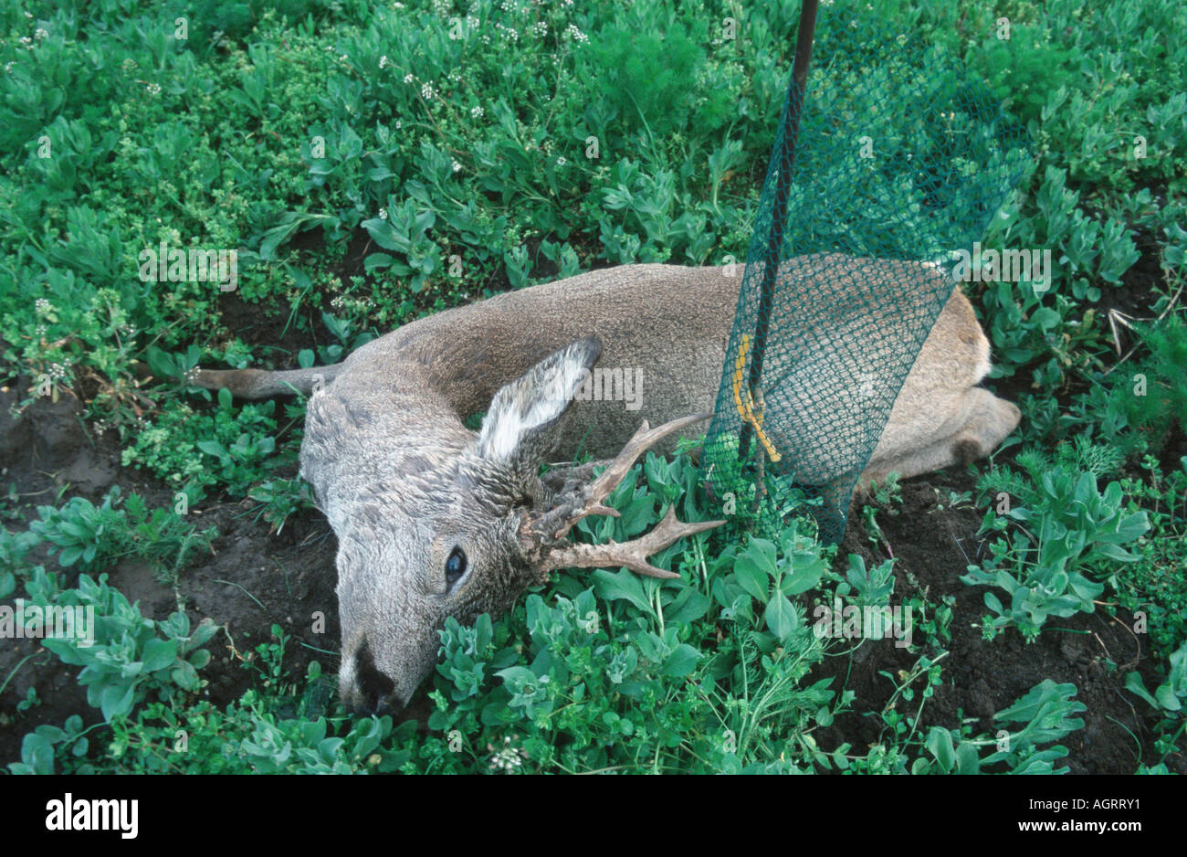 Dead deer lying hi-res stock photography and images - Alamy