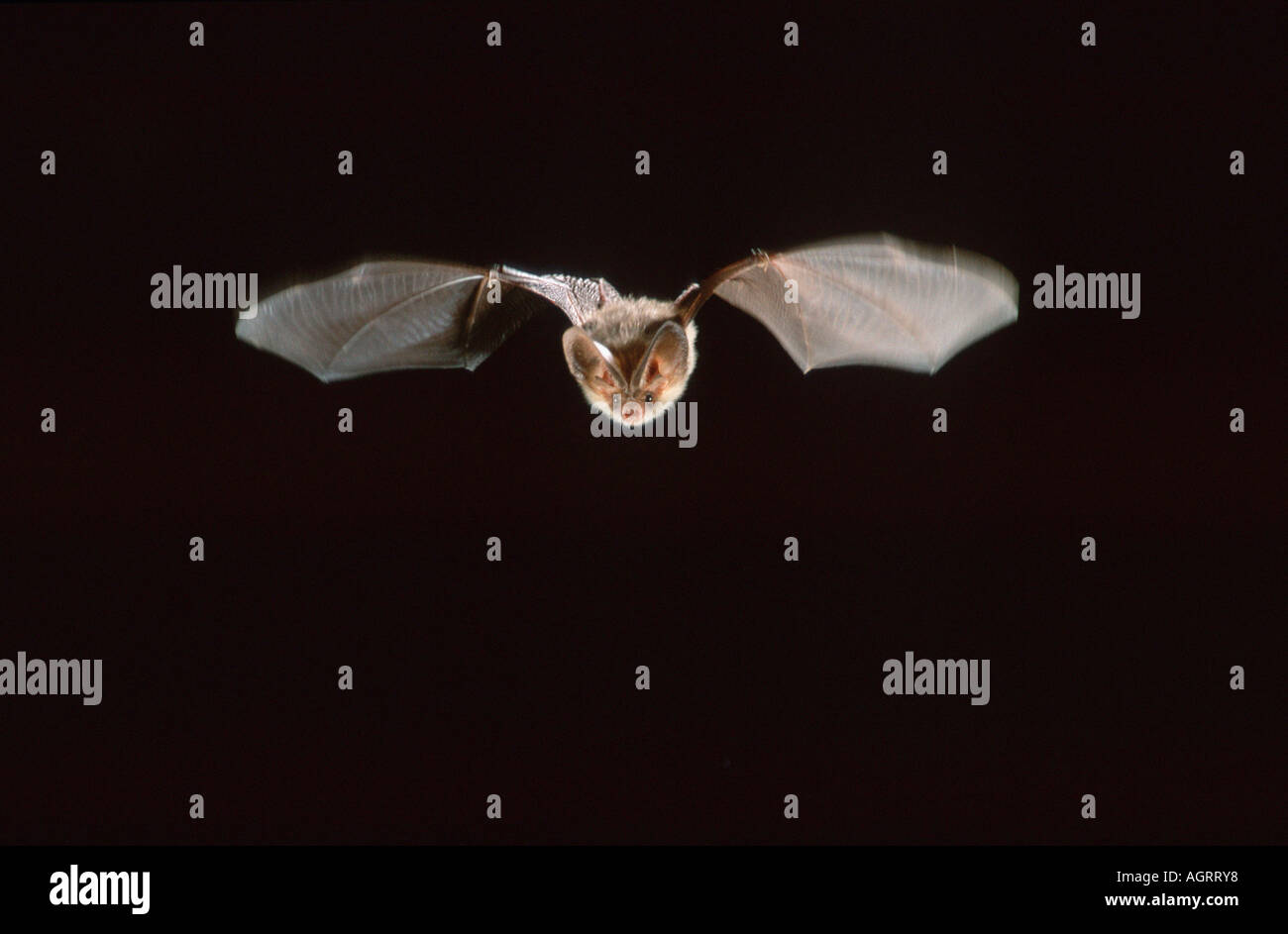 Long eared bats flying hi-res stock photography and images - Alamy