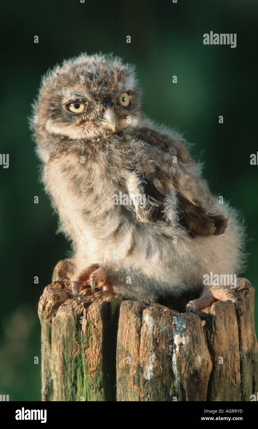Little owl juvenile bird hi-res stock photography and images - Alamy