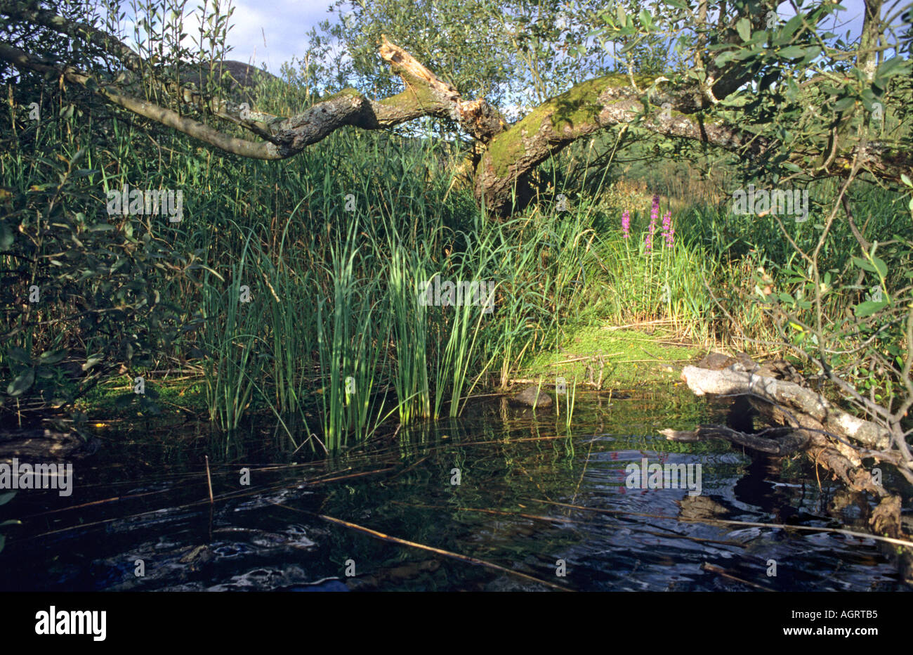 Allan tarn on river crake hi-res stock photography and images - Alamy