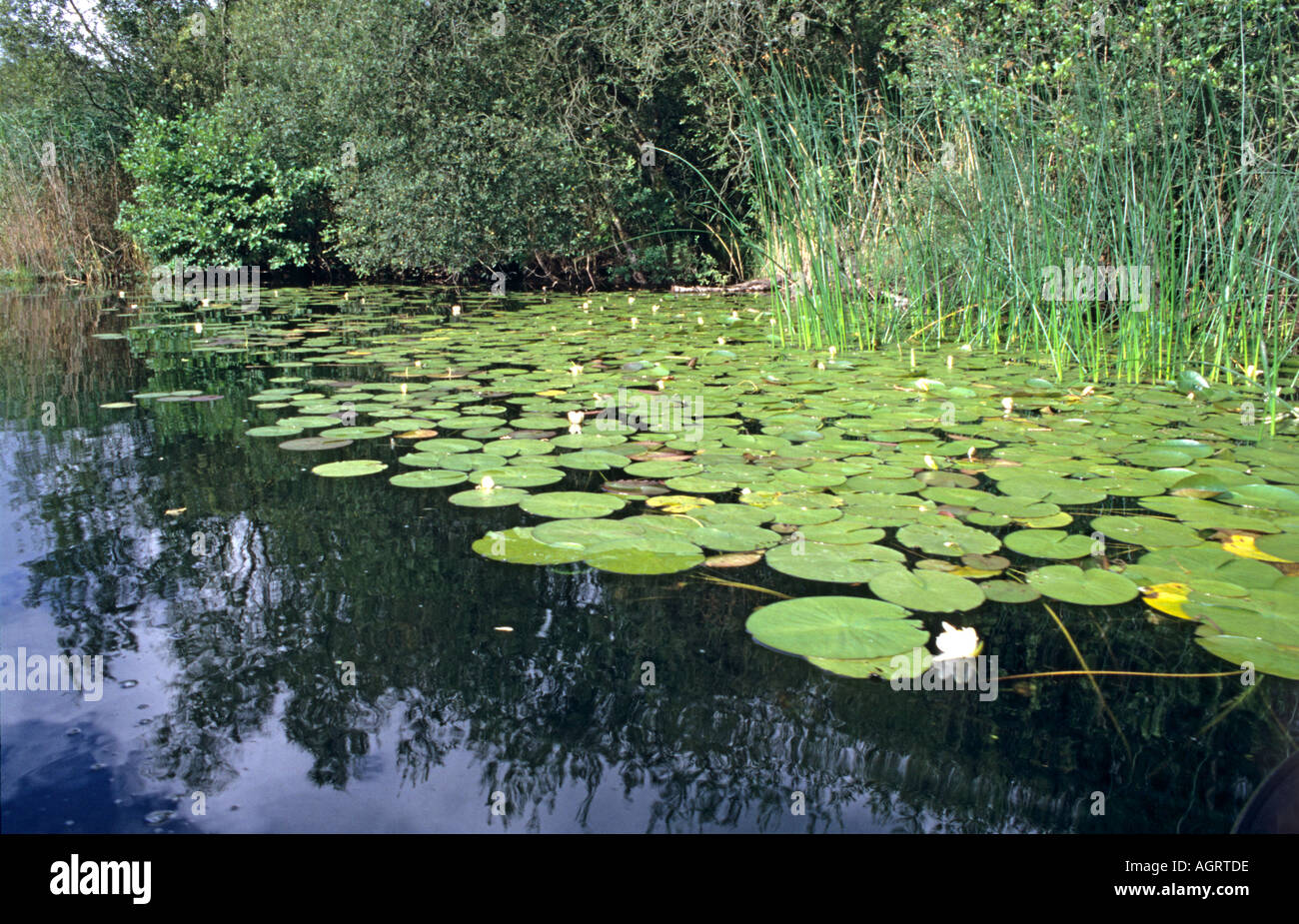 On the allan water hi-res stock photography and images - Alamy