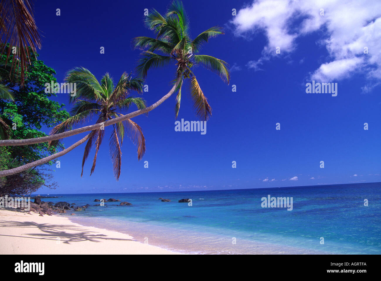 Ceach with palm trees Stock Photo - Alamy
