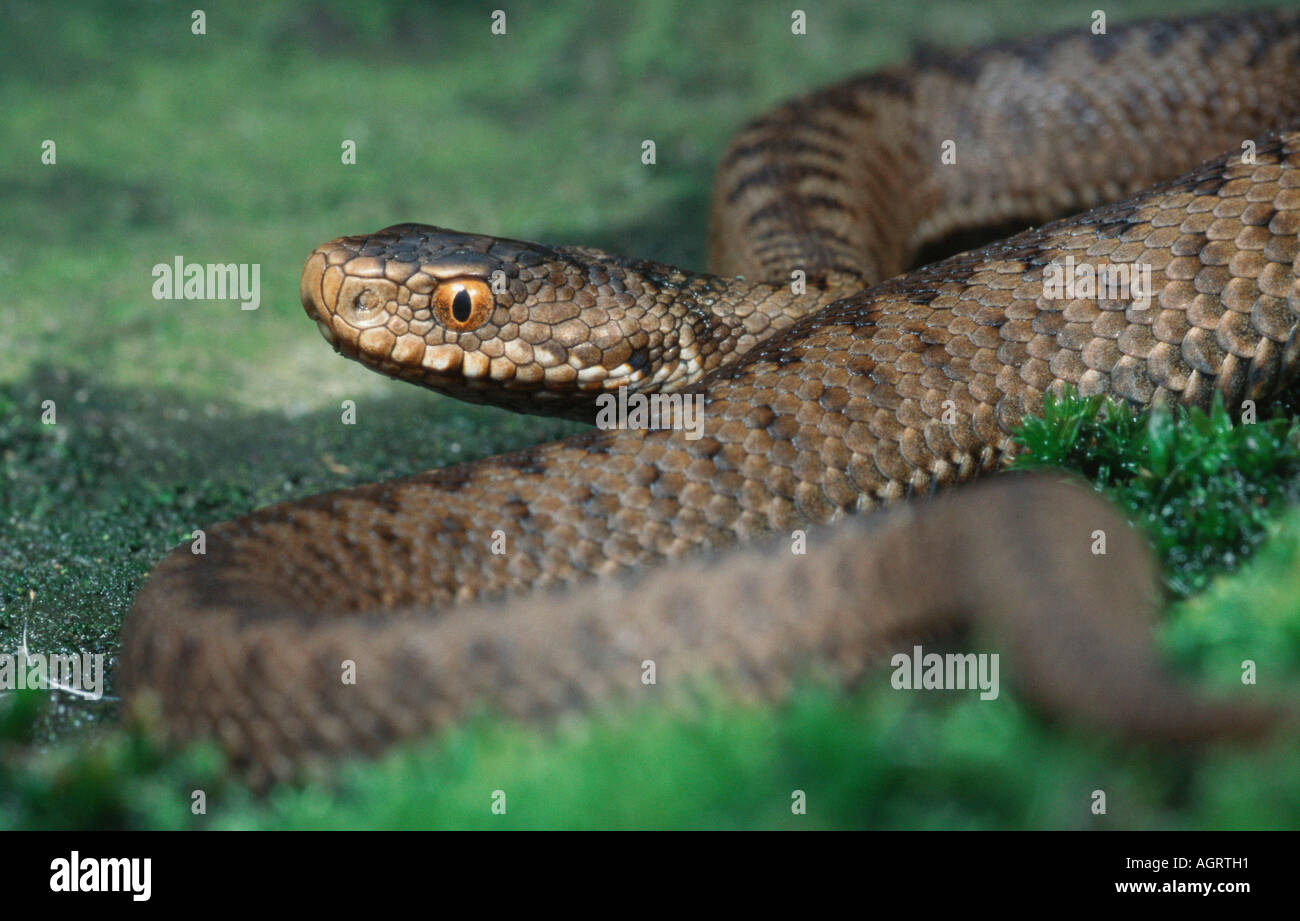 Common viper common adder hi-res stock photography and images - Alamy
