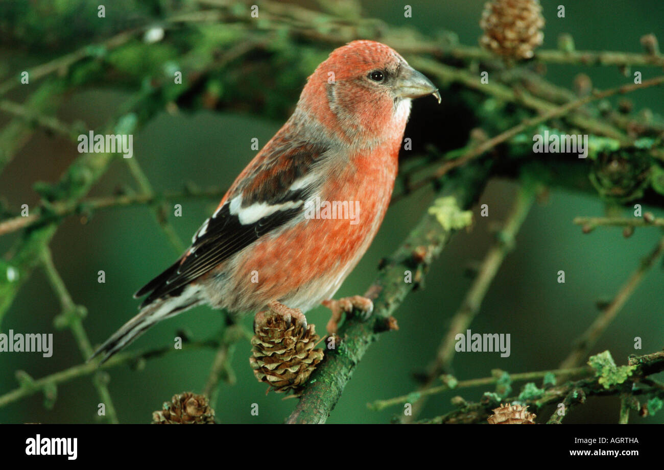 White winged crossbill hi-res stock photography and images - Alamy