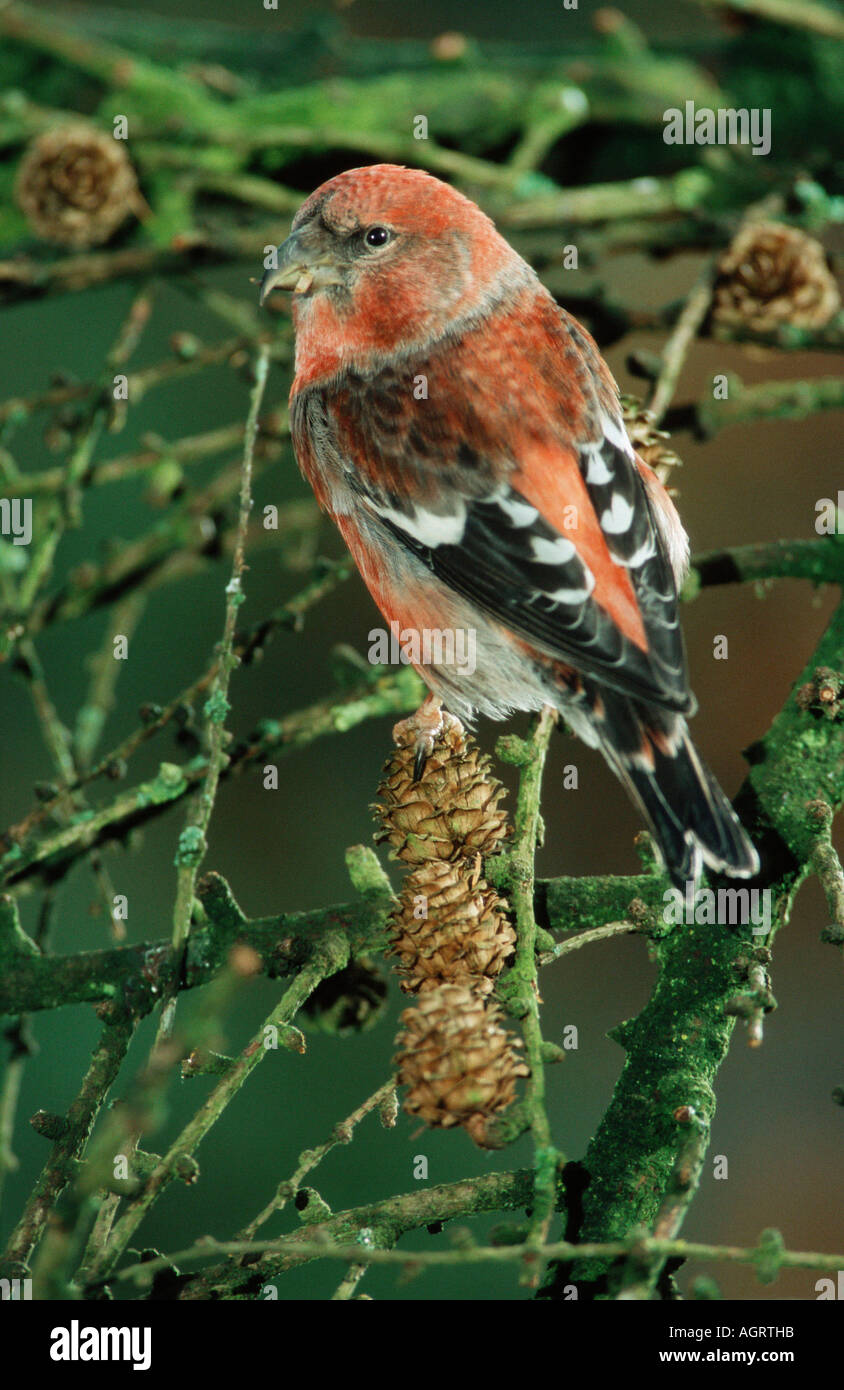 White-winged Crossbill / Two-barred Crossbill Stock Photo - Alamy