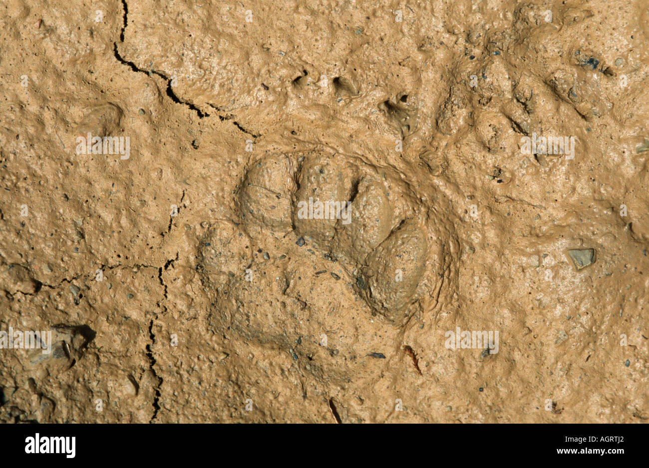 Badger print hi-res stock photography and images - Alamy