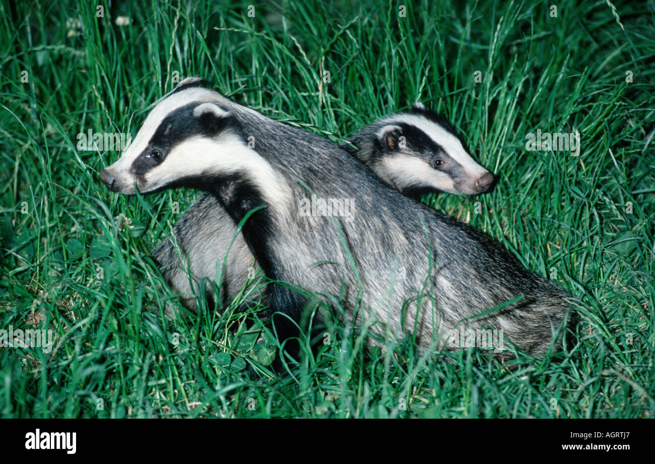 Badgers sitting hi-res stock photography and images - Alamy