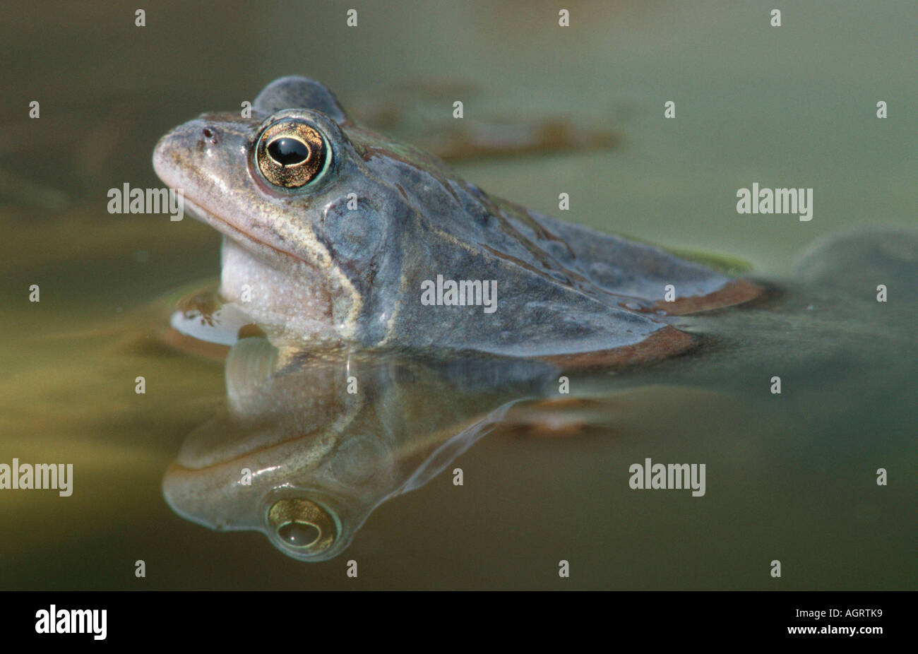 Common European Frog Stock Photo - Alamy