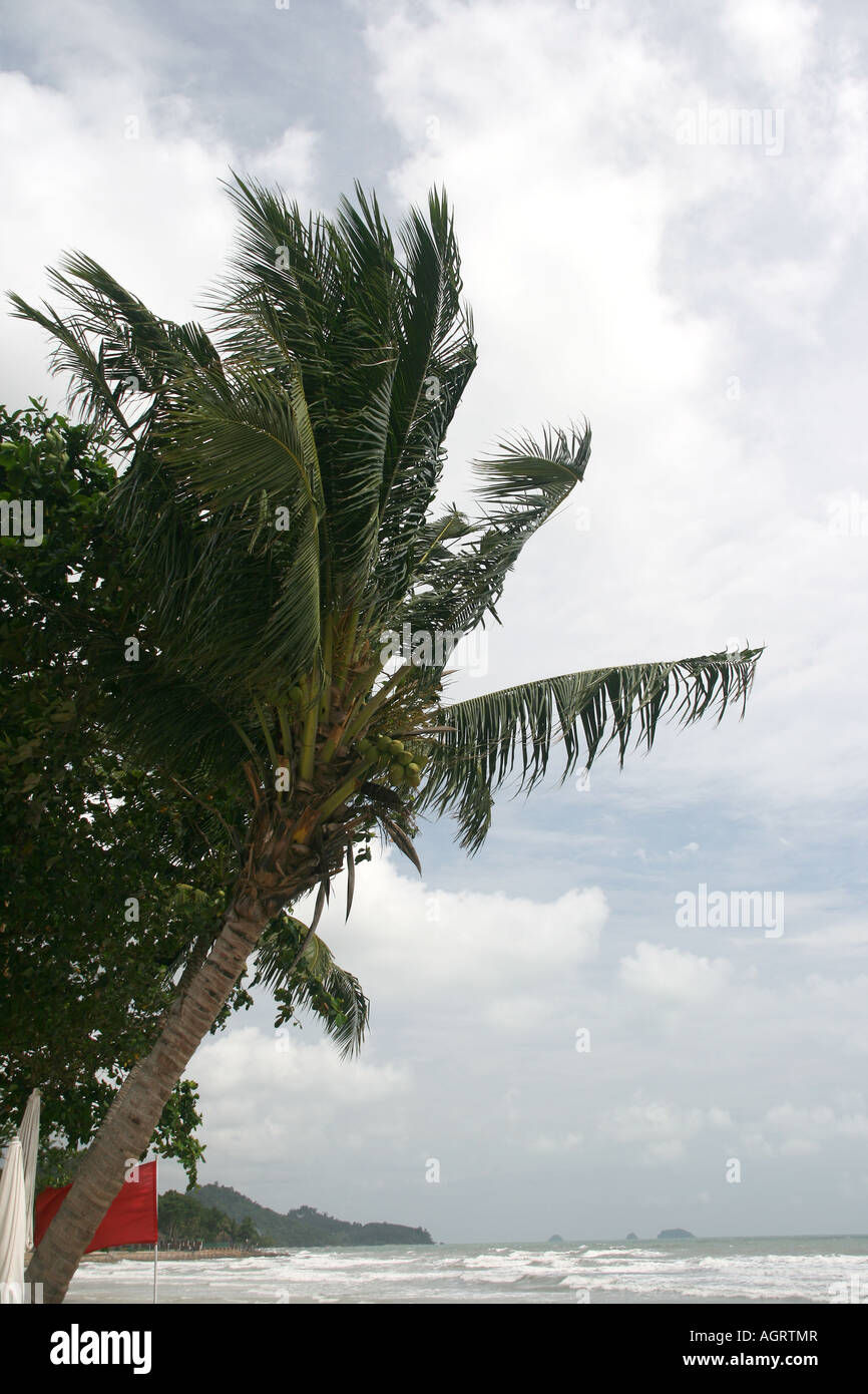 windy weather in tropical island Stock Photo - Alamy