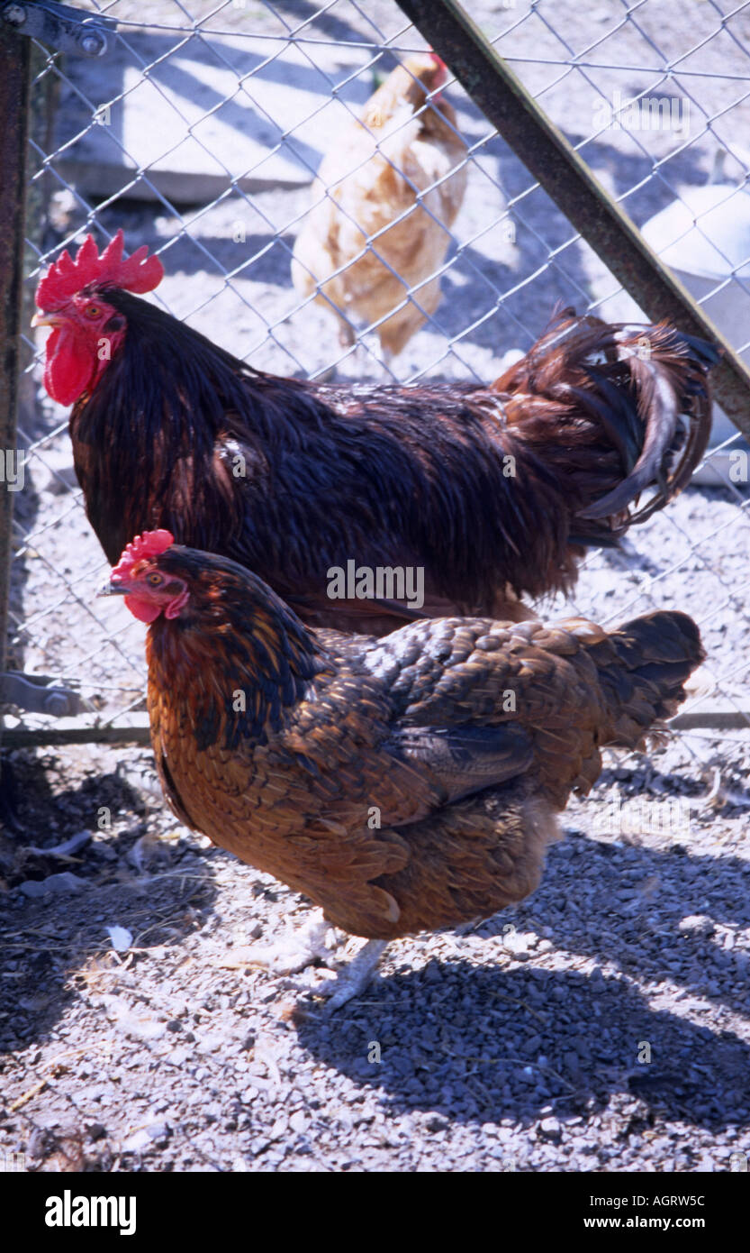 Chocolate cockerel and hen Stock Photo - Alamy
