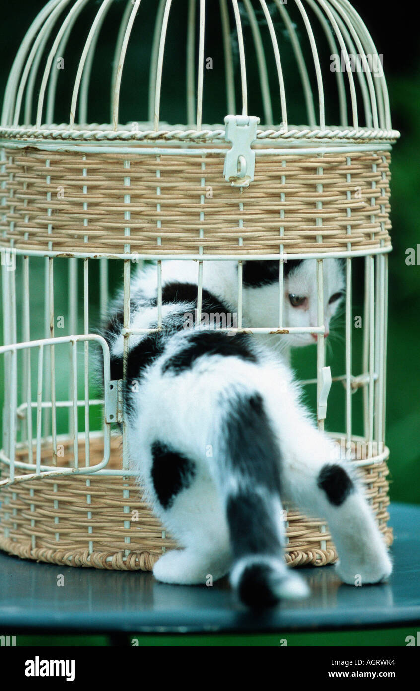 Cat standing from behind hi-res stock photography and images - Alamy