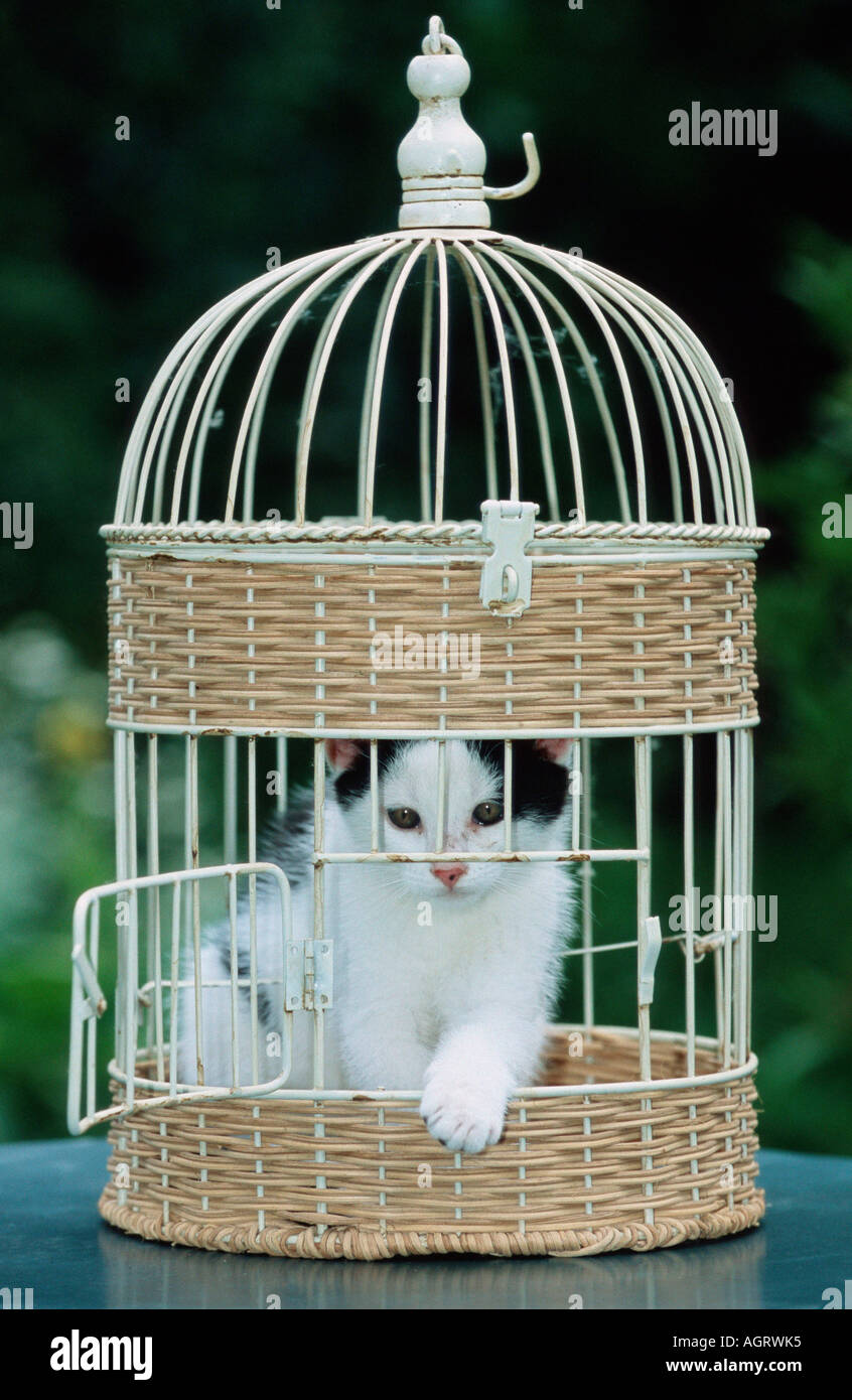 Cat in birdcage hi-res stock photography and images - Alamy
