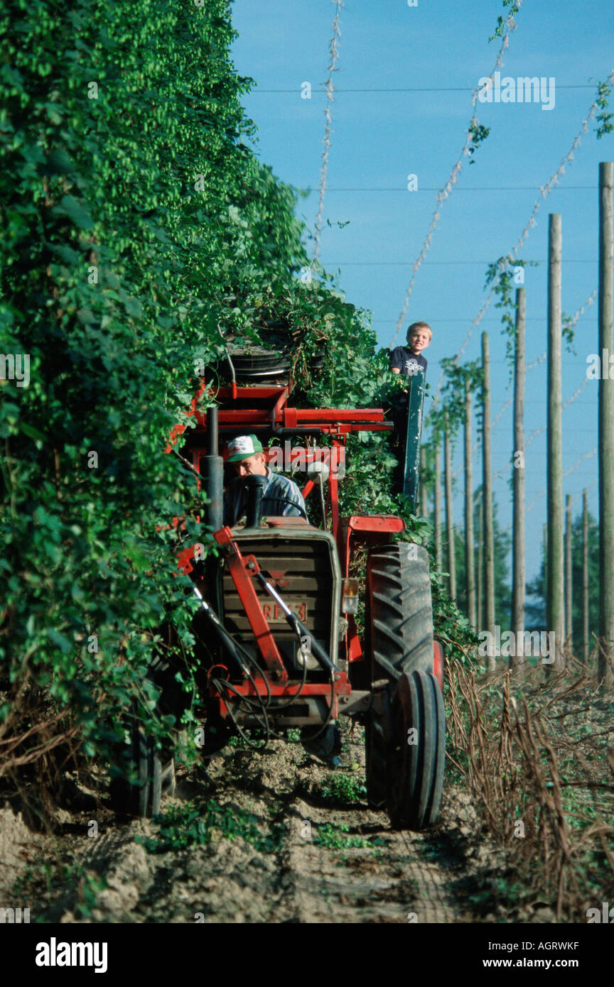 Hop harvest hi-res stock photography and images - Alamy